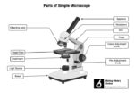 Simple Microscope Definition Principle Parts Uses Biology Notes Online