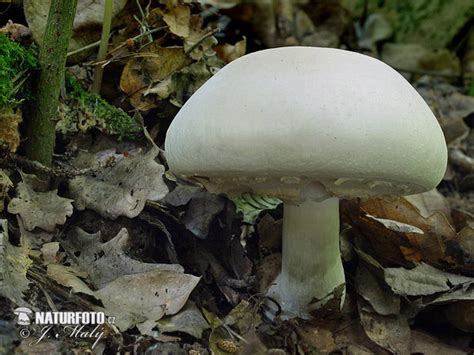 Agaricus Xanthoderma Pictures Yellow Stainer Images Nature Wildlife Photos Naturephoto