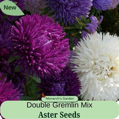 Aster Seeds Double Gremlin Mix China Aster Seeds Etsy
