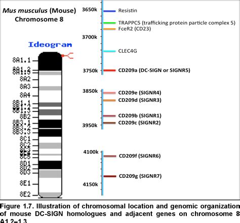 Figure 17 From The Mouse C Type Lectin Dc Signcd209a Is A Marker For