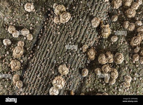 Barnacles Growing On The Fossilized Remains Of Calamites A Common