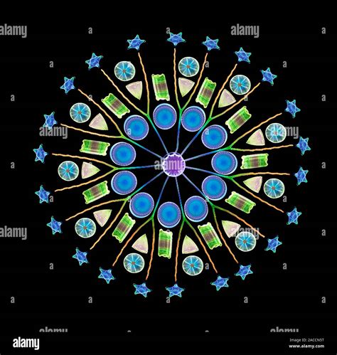 Diatoms Coloured Scanning Electron Micrographs Sems Of A Circular Arrangement Of Various