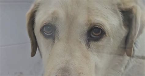 상처에 구더기 들끓던 레트리버… 천천히 회복 중 근황 전해져