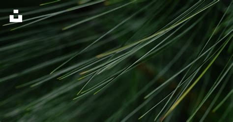 소나무 가지의 클로즈업 사진 Unsplash의 무료 나무 이미지