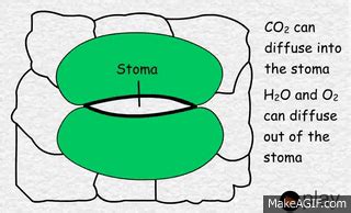 Stomata Animation
