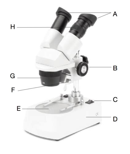 Biol 1021 Lab Final Flashcards Quizlet