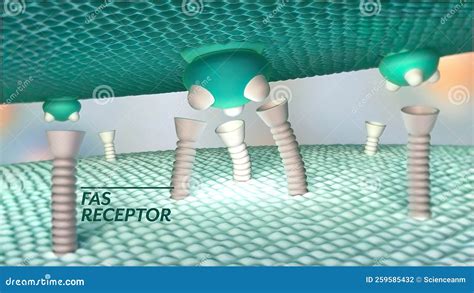 Passive Transfer Of Cell Mediated Immunity Stock Illustration Illustration Of Hormone Neuron