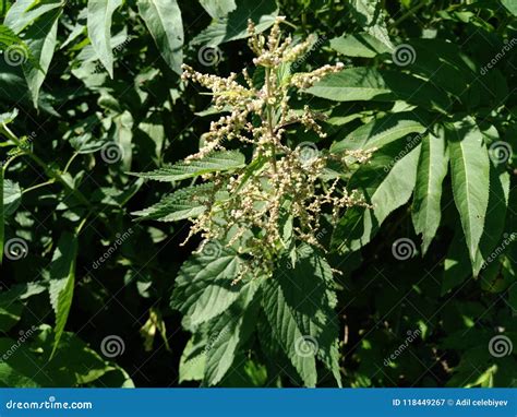 Urtica Dioica Often Called Common Nettle Or Stinging Nettle White