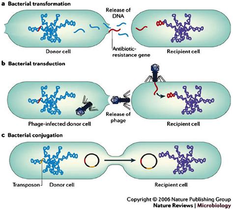 Figure 1 Trois Types De Transferts De Gènes Horizontaux Furuya Et