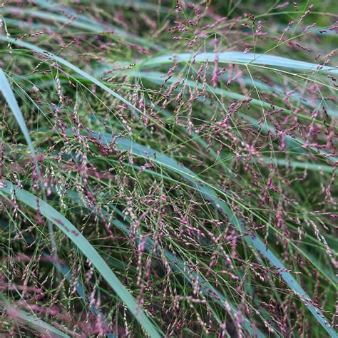Panicum Virgatum Switchgrass Butterfly Effect Farm