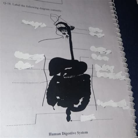 Label The Diagram Of Human Digestive System Brainly In