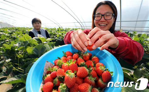 논산 친환경 딸기 싱싱합니다 뉴스1