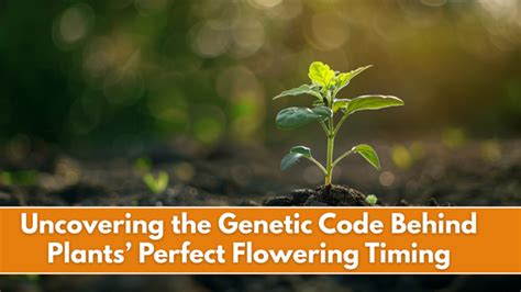 New Genetic Discovery Shows How Plants Coordinate Flowering With The