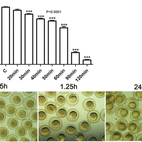 The Schematic Diagram Of Microinjection And Oocyte Storage Download