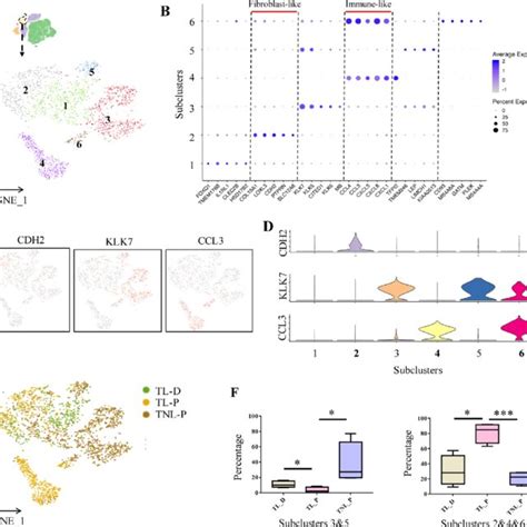 Molecular Features Of Fibroblast Subclusters Of The Human Amnion A The