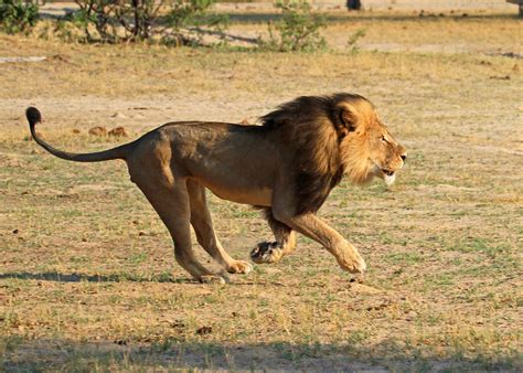 Lions Hunting