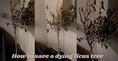 How To Save A Dying Ficus Tree 4 Reasons And Solutions