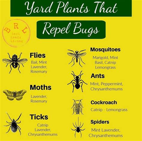 Plants Repel Bugs Insect Repellent Plants Natural Bug Repellent Bug