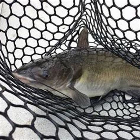 What Is The Proper Way To Net A Fish DIY Seattle