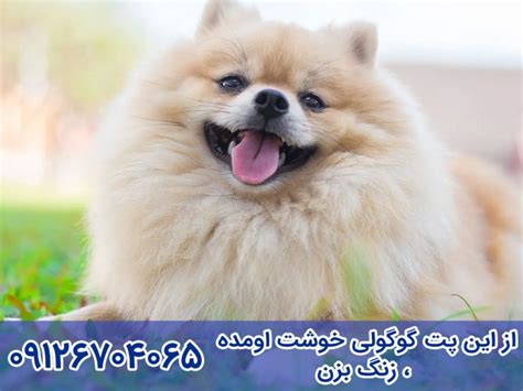 غذای سگ پامرانین پت مشاور