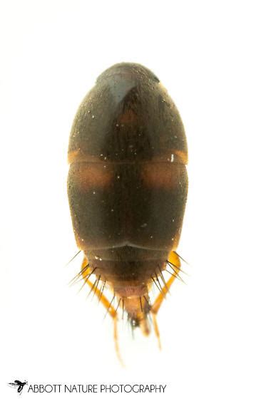 Staphylinid Sepedophilus Bugguidenet
