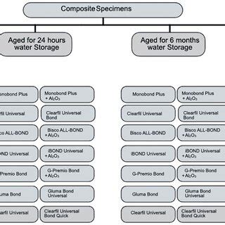 Flow Chart Showing Experimental Sequence And Allocation Of Groups Download Scientific Diagram