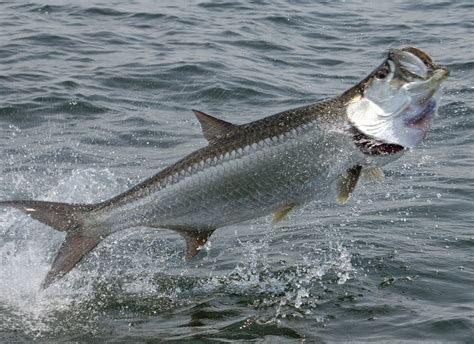 Giant Saltwater Fish