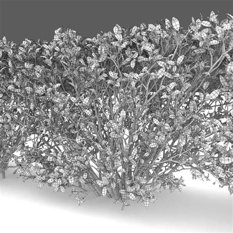 Cotoneaster Lucidus Hedge 4 25151 3d Model Download 3d Model