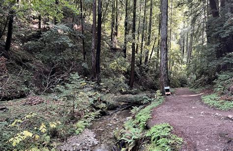 10 Best Hikes And Trails In Big Basin Redwoods State Park Alltrails