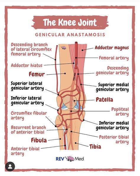 Spinal Nerves Rev Med Human Anatomy Diagrams For Reference Artofit