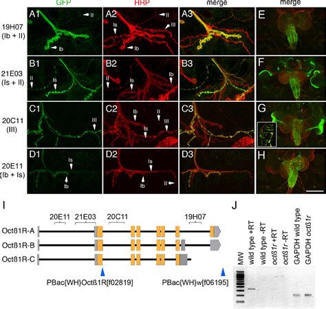 Figure 1 From Inhibitory Control Of Synaptic And Behavioral Plasticity By Octopaminergic
