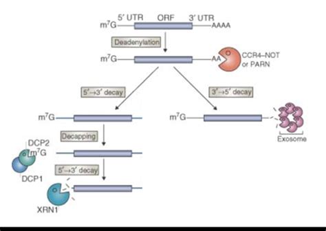Lecture 10 Rna Degradation Flashcards Quizlet