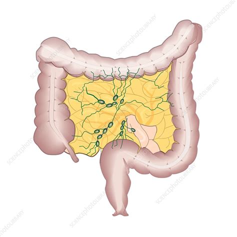 Small Intestine Mesentery