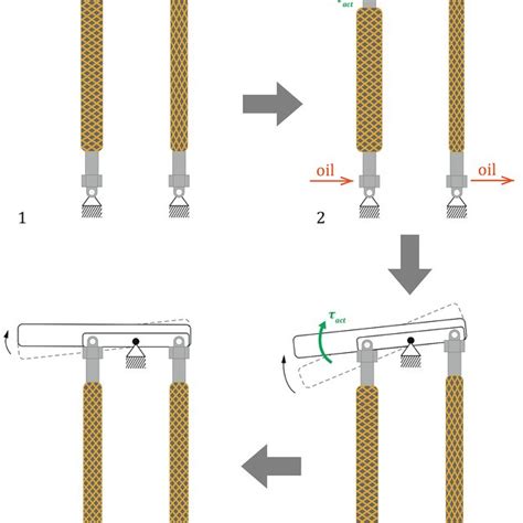 Reaction Phases Of The Antagonistic Joint When External Torque From The