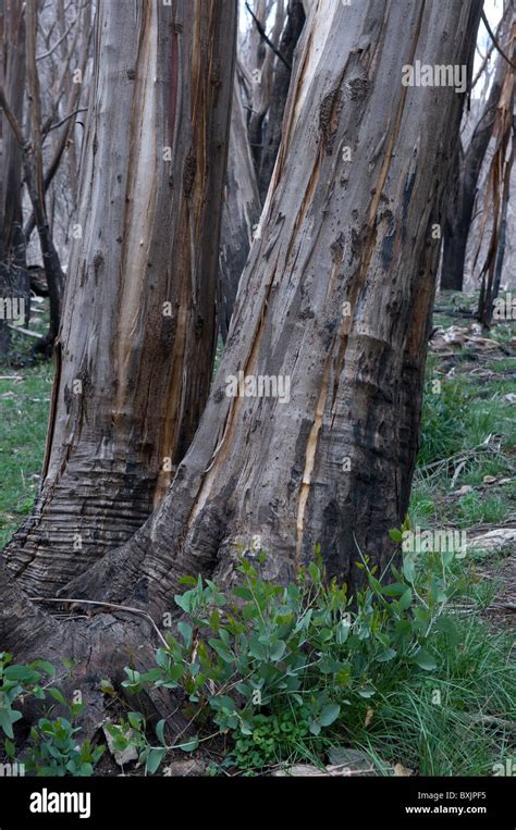 Fire Damaged Trees And Bush Showing Regrowth A Year After A Bushfire Stock Photo Alamy