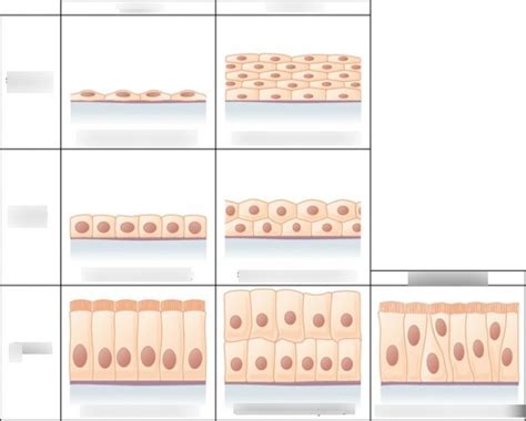 Diagram Of Labelling Type Of Epithelial Tissues Quizlet Diagram Of Labelling Type Of Epithelial Tissues Quizlet