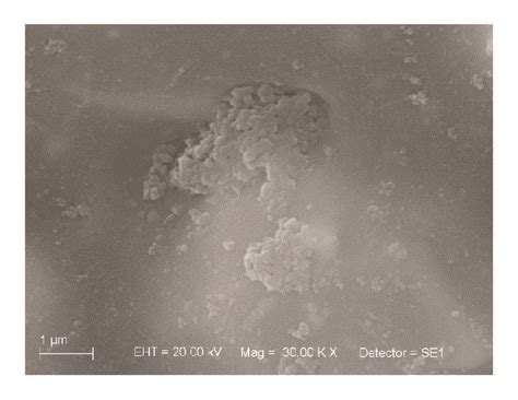 Scanning Electron Microscopy Sem Micrographs And Energy Dispersive Download Scientific