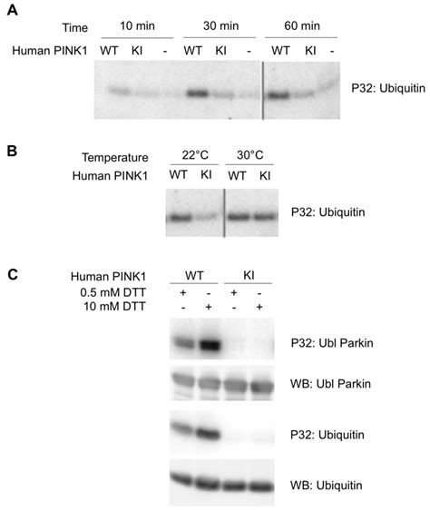 PDF S1 Fig
