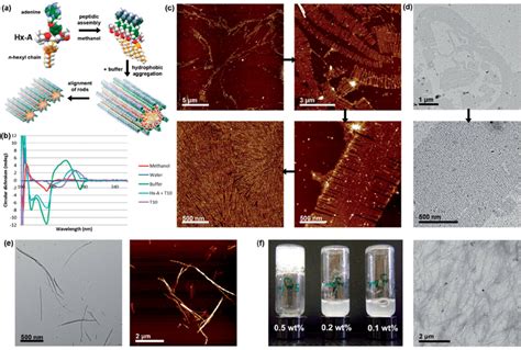 Self Assembly Of Hx A A Overview Of Hierarchical Self Assembly To