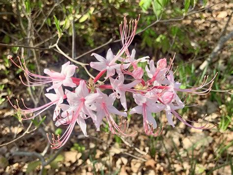 Ornamental Plant Exam Vocabulary Key Terms And Definitions Flashcards Quizlet