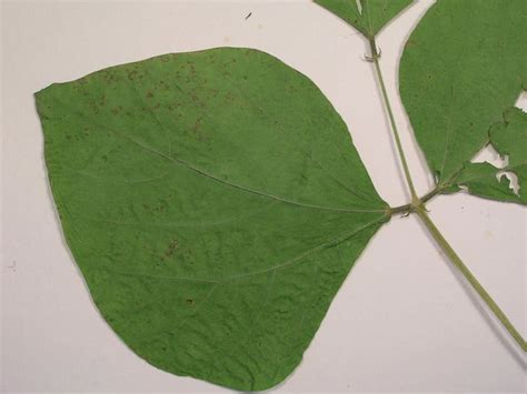 Lablab Purpureus Identification Health Benefits Uses Invasive