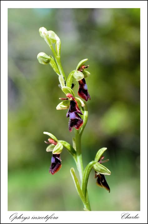 Buscando Orquideas Silvestres Ophrys Insectifera La Orquidea Mosca