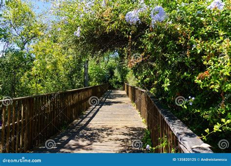 Wooden Boardwalk Part Of The Los Gatos Creek Trail In The Town Of Los