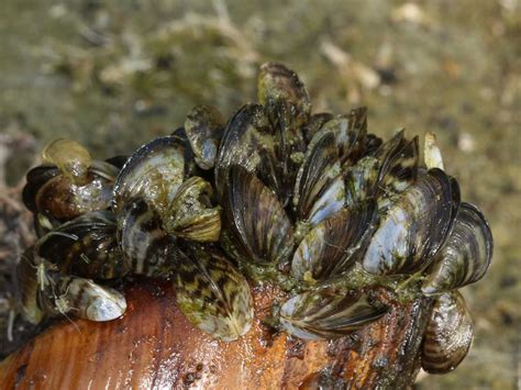 Invasive Zebra Mussels Pose Fresh Threat To Texas Waters Culturemap