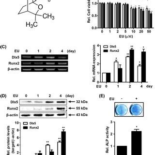 Effect Of EU On Osteogenic Differentiation In MC3T3 E1 Cells A The Download Scientific Diagram