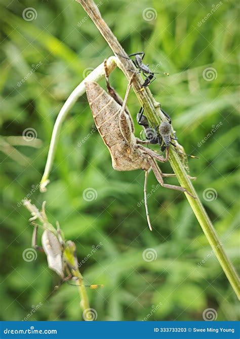 Coreid Leaf Footed Bug Climbing On The Creeping Weed Plant Stock Image