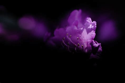 Purple Flower Photograph By Kris Notaro Fine Art America