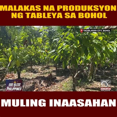 Matapos ang 5 buwan na rehabilitasyon ng mga puno ng kakaw sa lalawigan ...