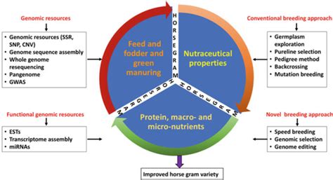 1 Integration Of Conventional Breeding Modern Breeding Tools And Download Scientific Diagram