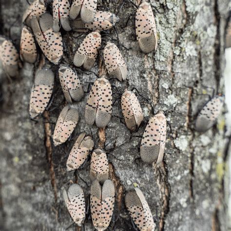 Managing Spotted Lanternfly Specialty Tree Service